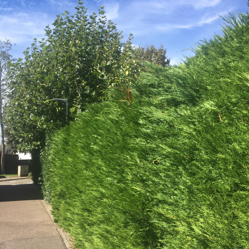 Waarom een conifeer als erfafscheiding? – fleusier – Bomen, Planten en ...